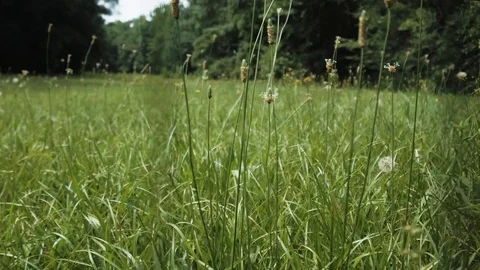 Moving Through Field of Grass Flowers an... | Stock Video | Pond5