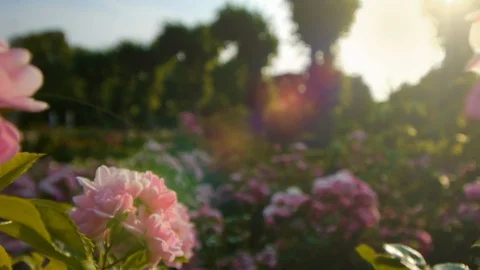 Moving Through a Pink Rose Daphne Garden... | Stock Video | Pond5