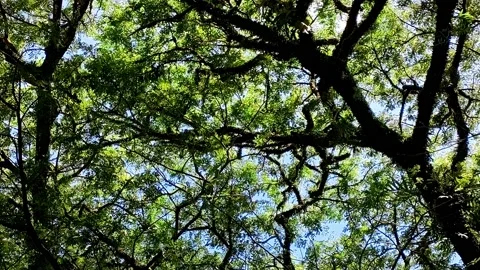 A moving tree branch that shot from the ... | Stock Video | Pond5