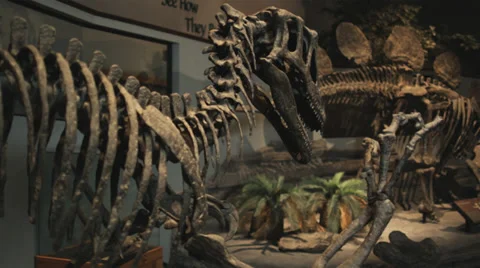 Fossil Stock Video Footage | Royalty Free Fossil Videos | Pond5