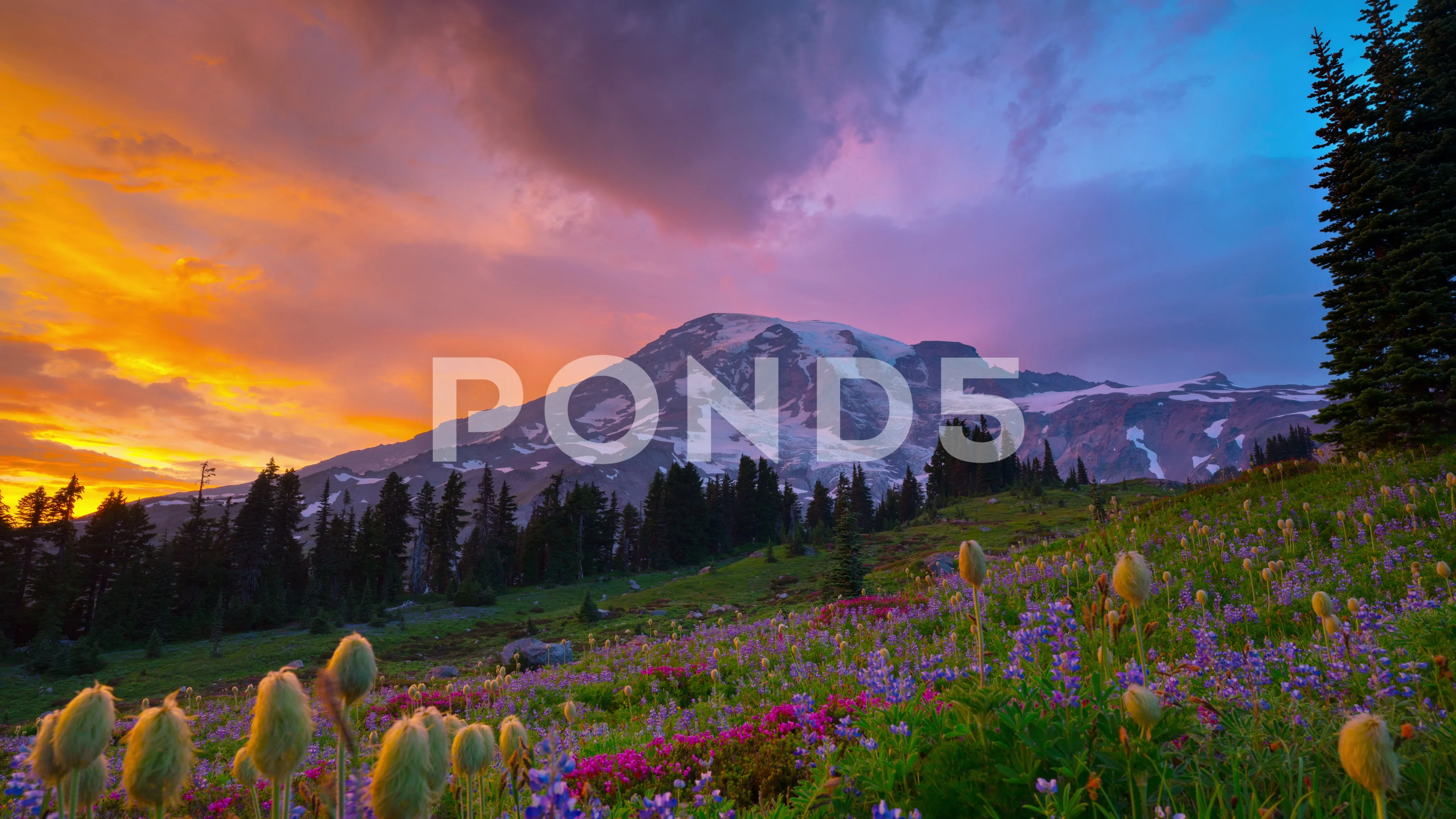 Wildflowers Mount Rainier Sunset