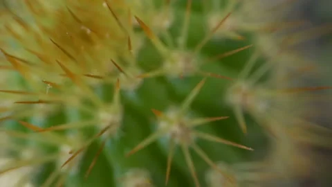 A much closer look of the sharp spikes o... | Stock Video | Pond5