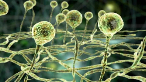 Mold Animation Stock Videos – Royalty-Free HD & 4K Videos