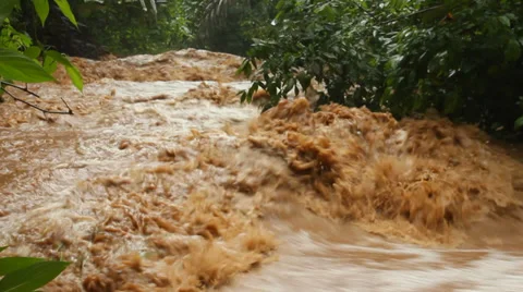 Jungle Mud Stock Videos – Royalty-Free HD & 4K Videos