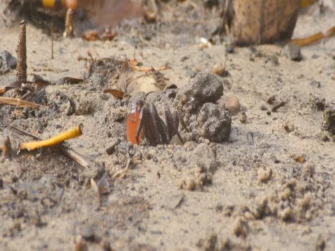 Mud crabs feeding and flixing burrows in... | Stock Video | Pond5