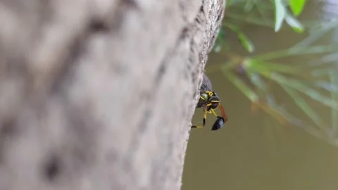 Mud dauber paralyse and hunting small... | Stock Video | Pond5