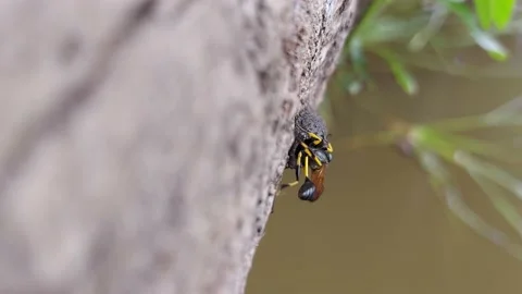 Mud dauber paralyse and hunting small... | Stock Video | Pond5