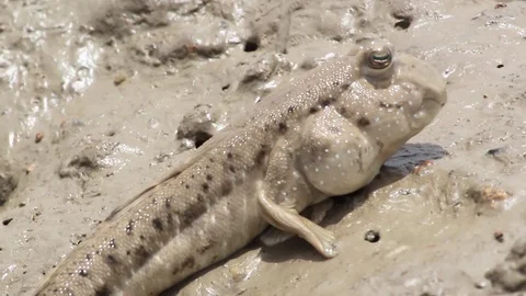 Mud skipper moving flipper side view | Stock Video | Pond5