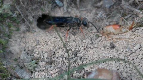 mud wasp pulls a grasshopper into its ne... | Stock Video | Pond5