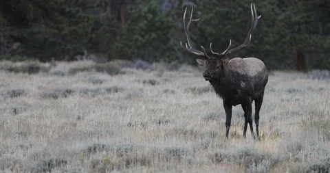 Muddy Bull Elk bugling, walking elk rut ... | Stock Video | Pond5