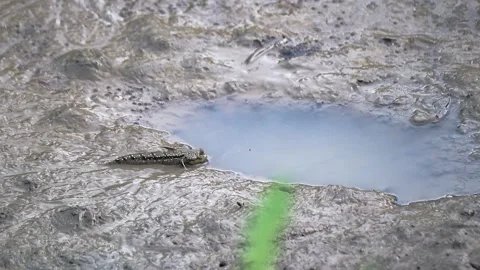 Mudskipper crawling on mud flats towards... | Stock Video | Pond5
