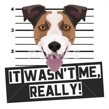 Mugshot mug shot Jack Russell Terrier .: Graphic #108688685