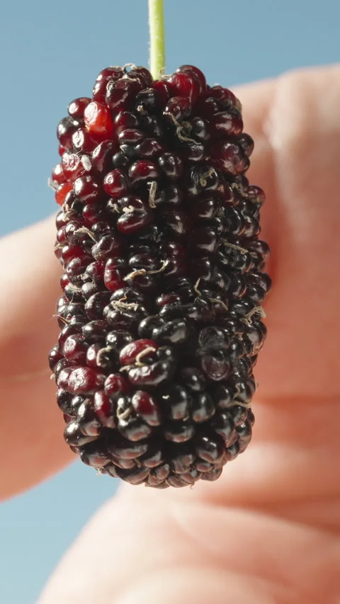 Riped Video Stock Videos – Royalty-Free HD & 4K Videos | Pond5