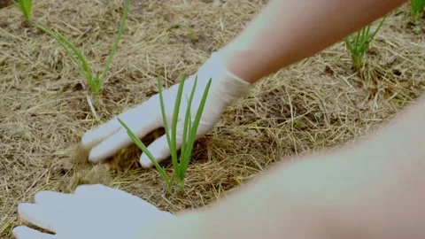 Mulching with dried cut grass of young o... | Stock Video | Pond5