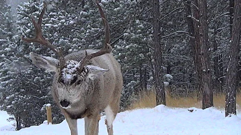 Menacing Walk Stock Video Footage | Royalty Free Menacing Walk Videos ...