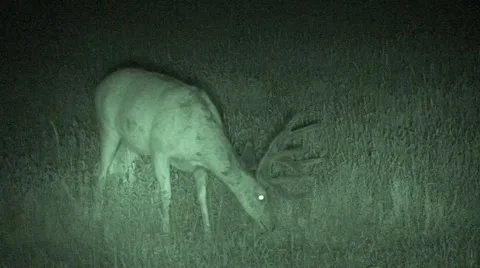 Mule Deer Buck Adult Eating Custer State... | Stock Video | Pond5