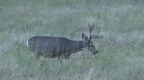 Mule Deer Buck Adult Eating Custer State... | Stock Video | Pond5