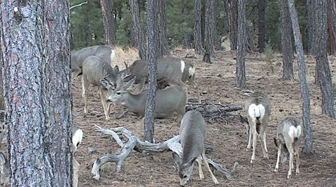 Mule Deer Buck Checking Does for Estrus ... | Stock Video | Pond5
