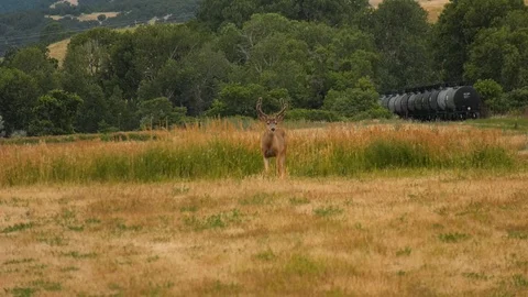 Mule deer buck in a field with train car... | Stock Video | Pond5