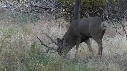 Mule Deer Buck Grazing in Cedar Habitat | Stock Video | Pond5