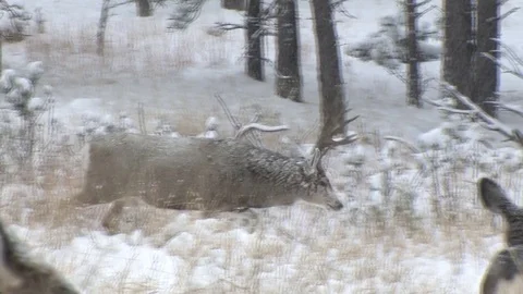 Just Check Stock Videos – Royalty-Free HD & 4K Videos