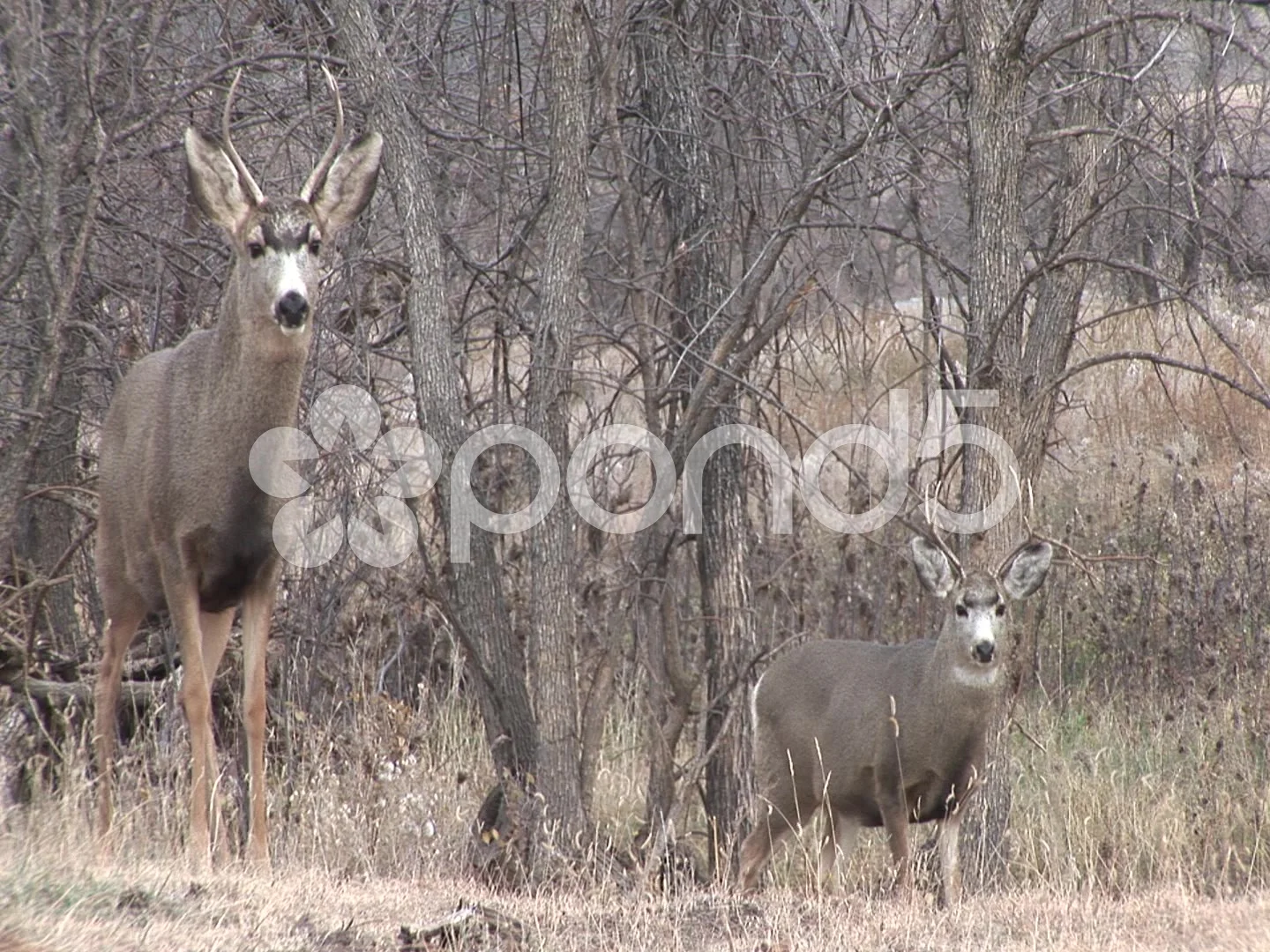 Mule Deer Running