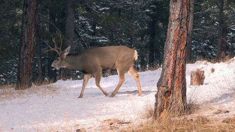 Mule deer buck walking broadside to came... | Stock Video | Pond5