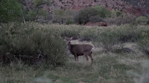 Mule deer doe with big ears in Zion Nati... | Stock Video | Pond5