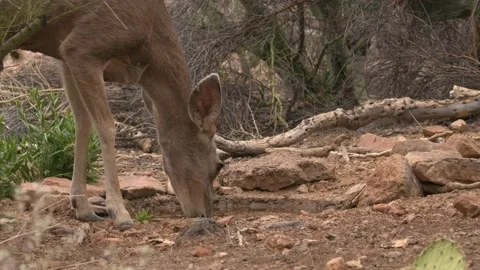 Mule Deer Doe Drinking at Water Hole in ... | Stock Video | Pond5