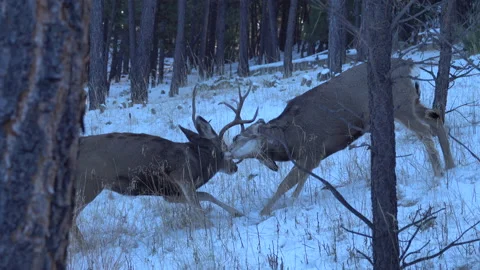 Mule Deer Stock Footage ~ Royalty Free Stock Videos | Pond5