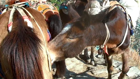 While Th Stock Videos – Royalty-Free HD & 4K Videos