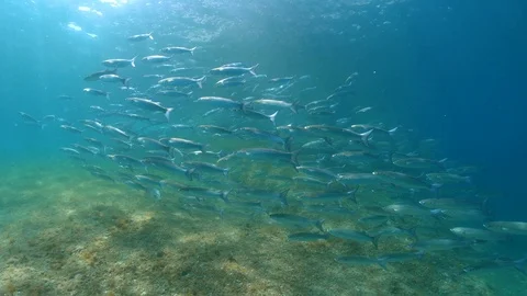 Mullet school of fish underwater Mediter... | Stock Video | Pond5