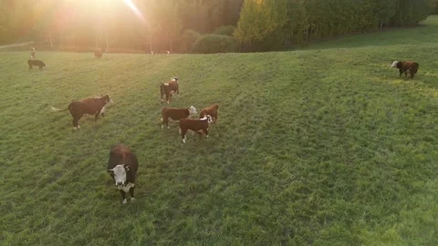 Multi-colored cows in the rays of the su... | Stock Video | Pond5