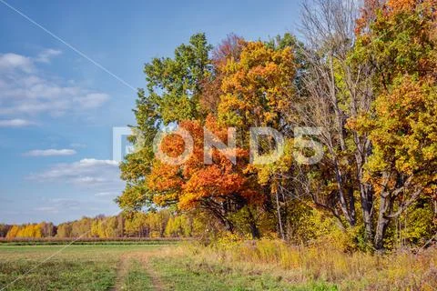 Photograph: Multi-colored trees at the edge of the forest and a road ...
