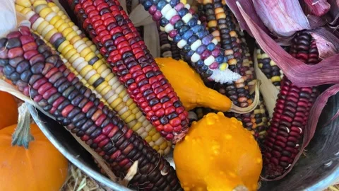 Multicolored corn black red Indian corn ... | Stock Video | Pond5