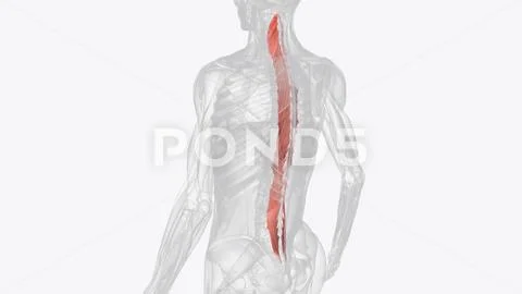 The multifidus muscle is an important stabilizer of the lumbar spine ...