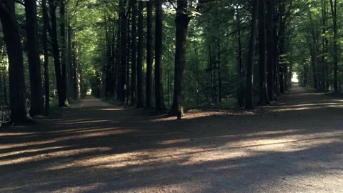Multiple forest roads at a forest rounda... | Stock Video | Pond5