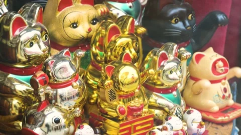 Backoning Cat Stock Videos – Royalty-Free HD & 4K Videos | Pond5