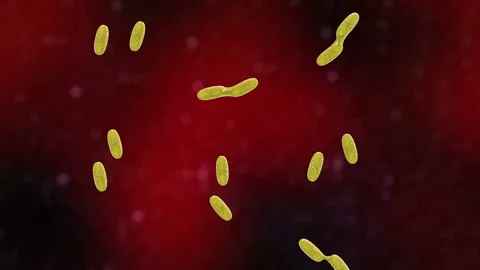 Multiplication of bacteria, animation | Stock Video | Pond5