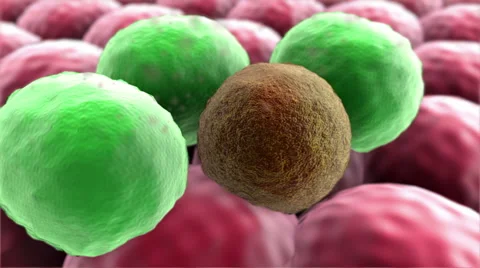 Cell Multiplication Stock Footage ~ Royalty Free Stock Videos | Pond5