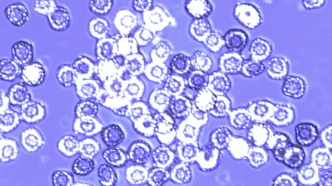 Bacteria Multiplying Stock Videos – Royalty-Free HD & 4K Videos