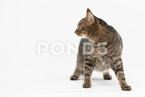 The multiracial she-cat faces the camera and looks to the side ...