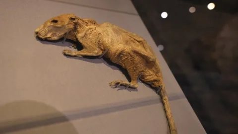 Mummified Stock Video Footage | Royalty Free Mummified Videos | Pond5