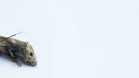 mummified rat by nature on background | Stock Video | Pond5