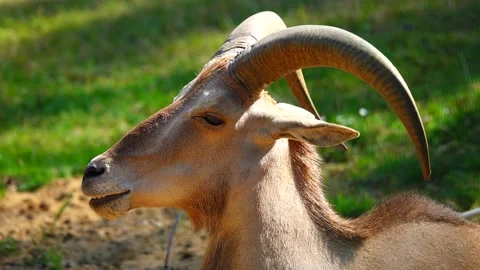 Barbary Sheep Stock Video Footage | Royalty Free Barbary Sheep Videos ...
