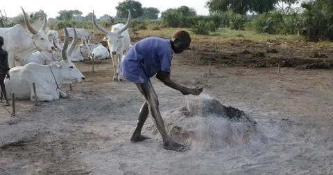 Mundari boy showering with cow urine to ... | Stock Video | Pond5