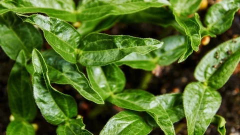 Mung beans germination on black backgrou... | Stock Video | Pond5