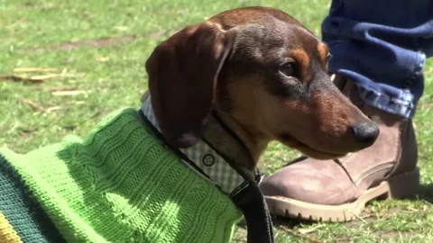 Munich honours Olympic mascot "Waldi the... | Stock Video | Pond5