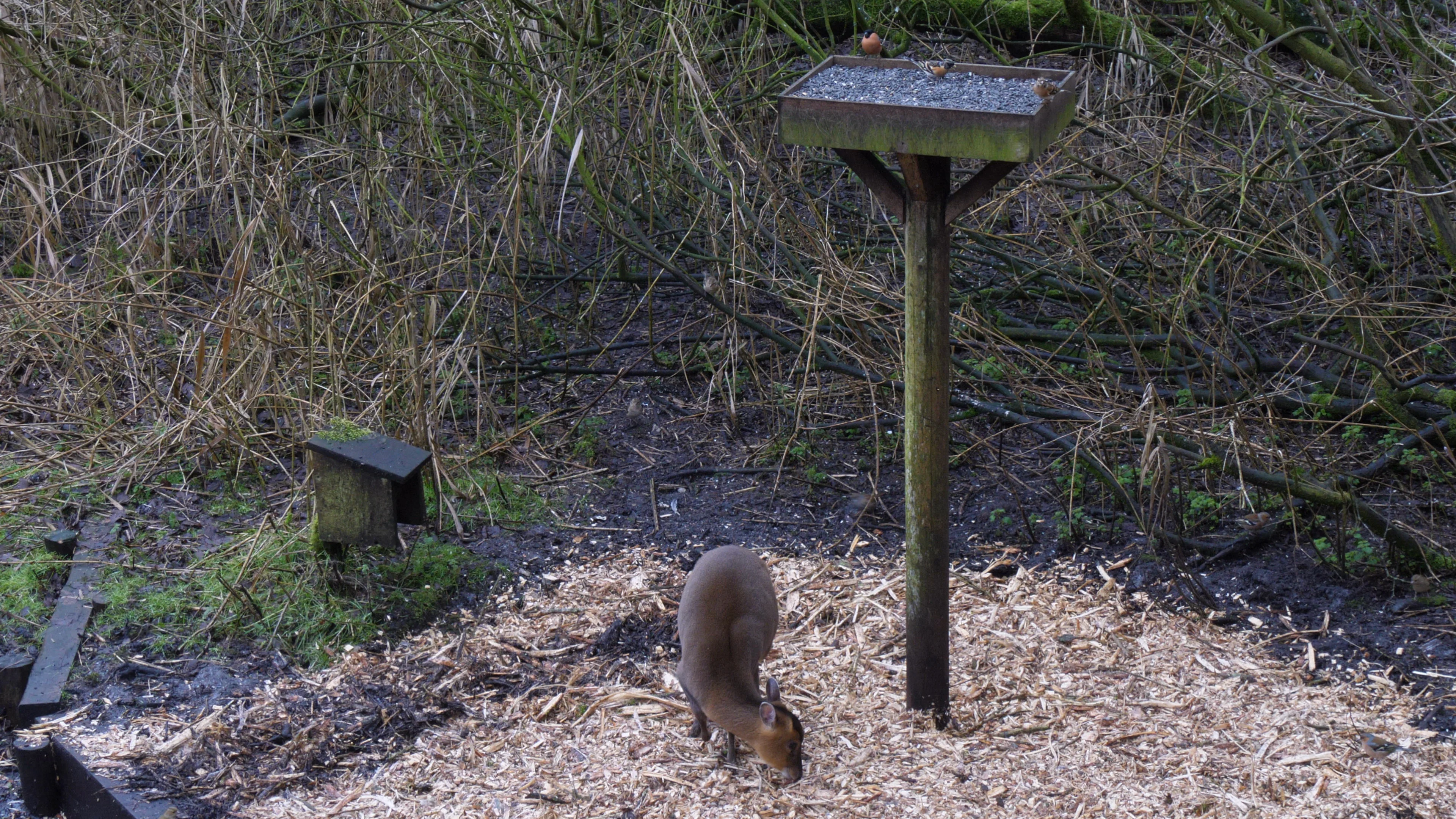 Muntjac Squirrel