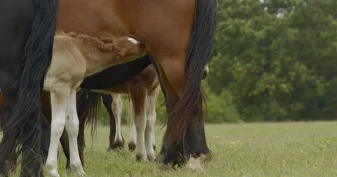 A Murakozi horse nursing its foal,Close-... | Stock Video | Pond5